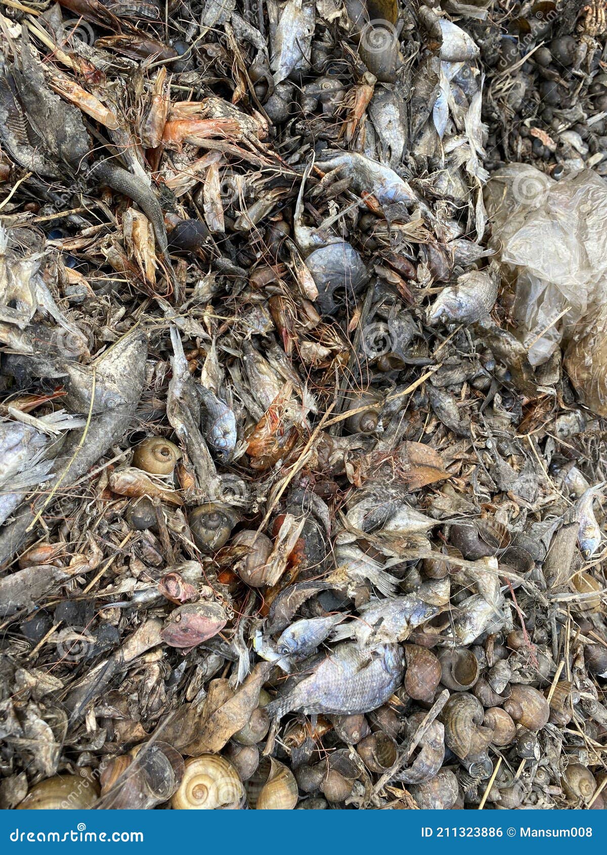 Group Dead Shell and Dry Fish on the Ground Stock Photo - Image of ...