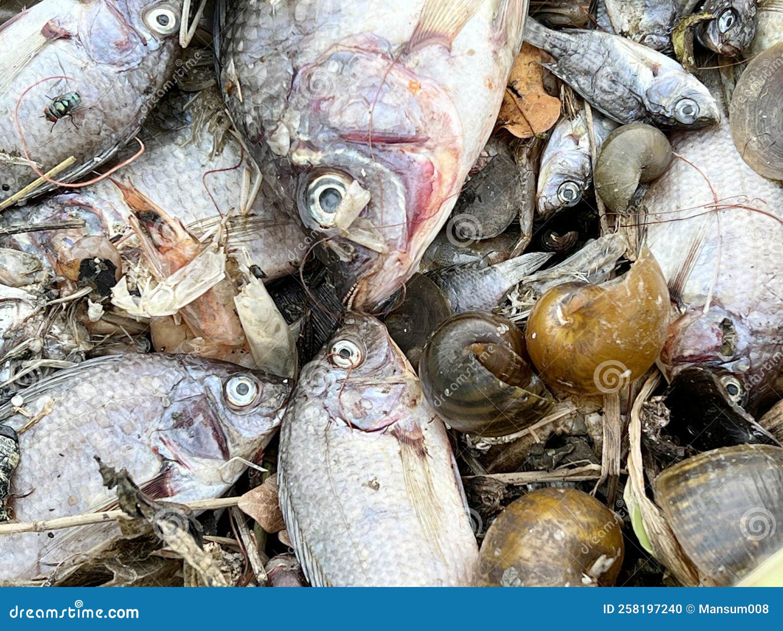 Group Dead Shell and Dry Fish on the Ground Stock Photo - Image of ...