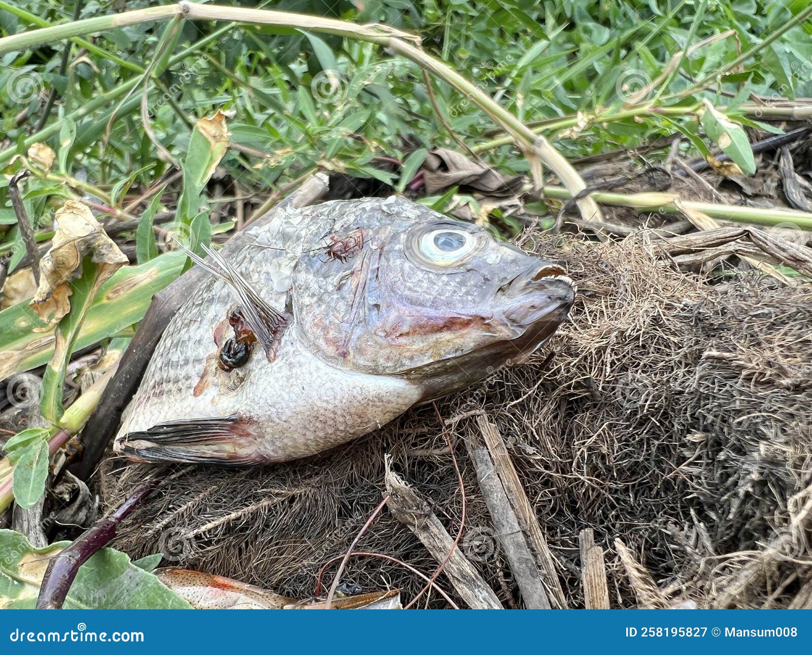 Group Dead Shell and Dry Fish on the Ground Stock Image - Image of dead ...