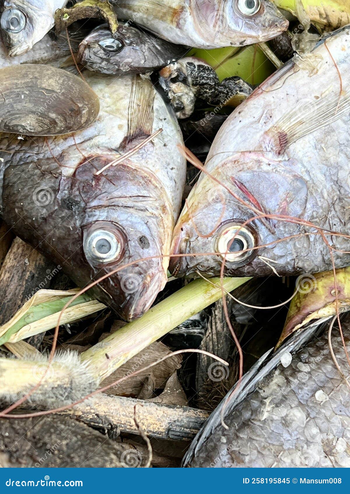 Group Dead Shell and Dry Fish on the Ground Stock Image - Image of ...