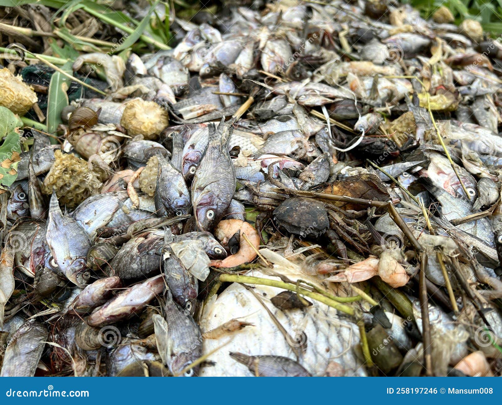 Group Dead Shell and Dry Fish on the Ground Stock Photo - Image of ...