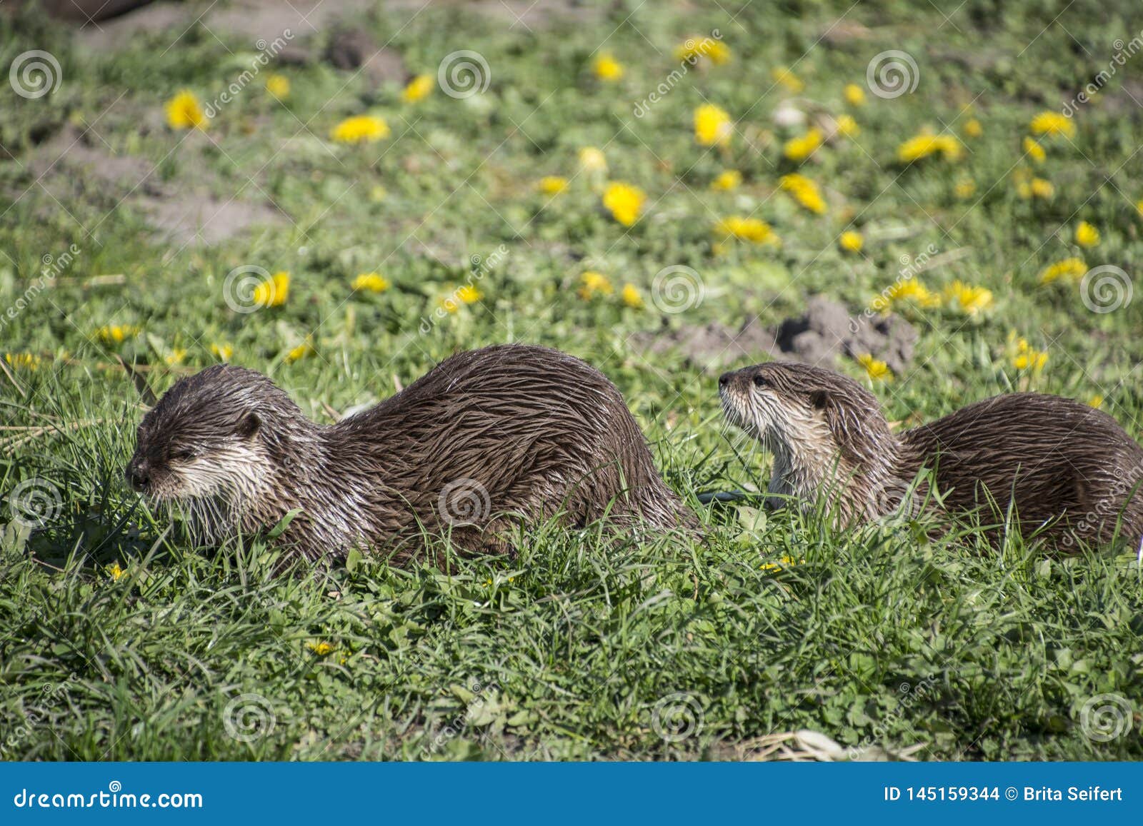 Close Up of a Group of European Otter Lutra Lutra Stock Photo - Image ...