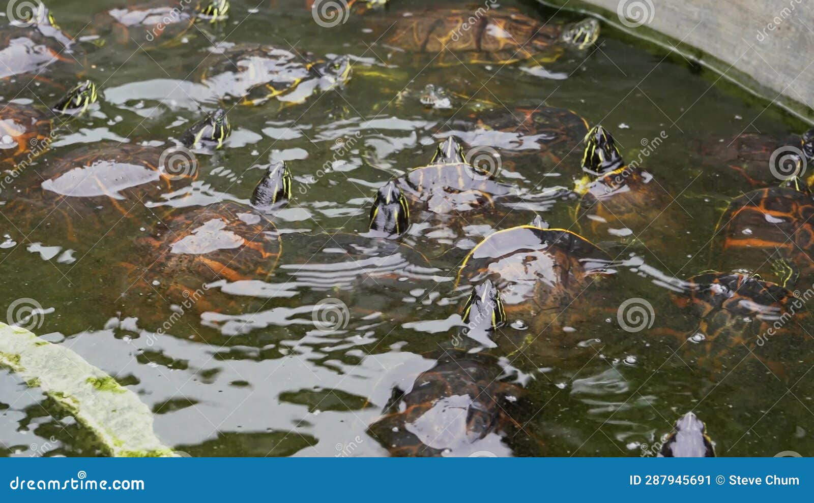 Close-up of a Group of Flame Turtles in the Pool Stock Video - Video of ...