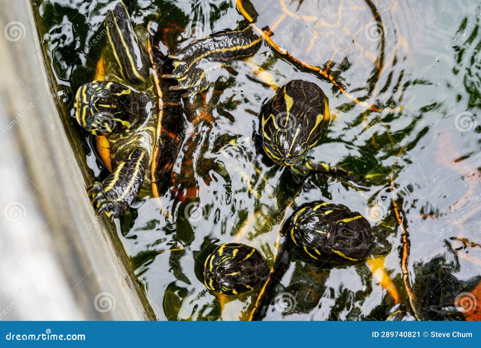 Close-up of a Group of Flame Turtles in the Pool Stock Image - Image of ...