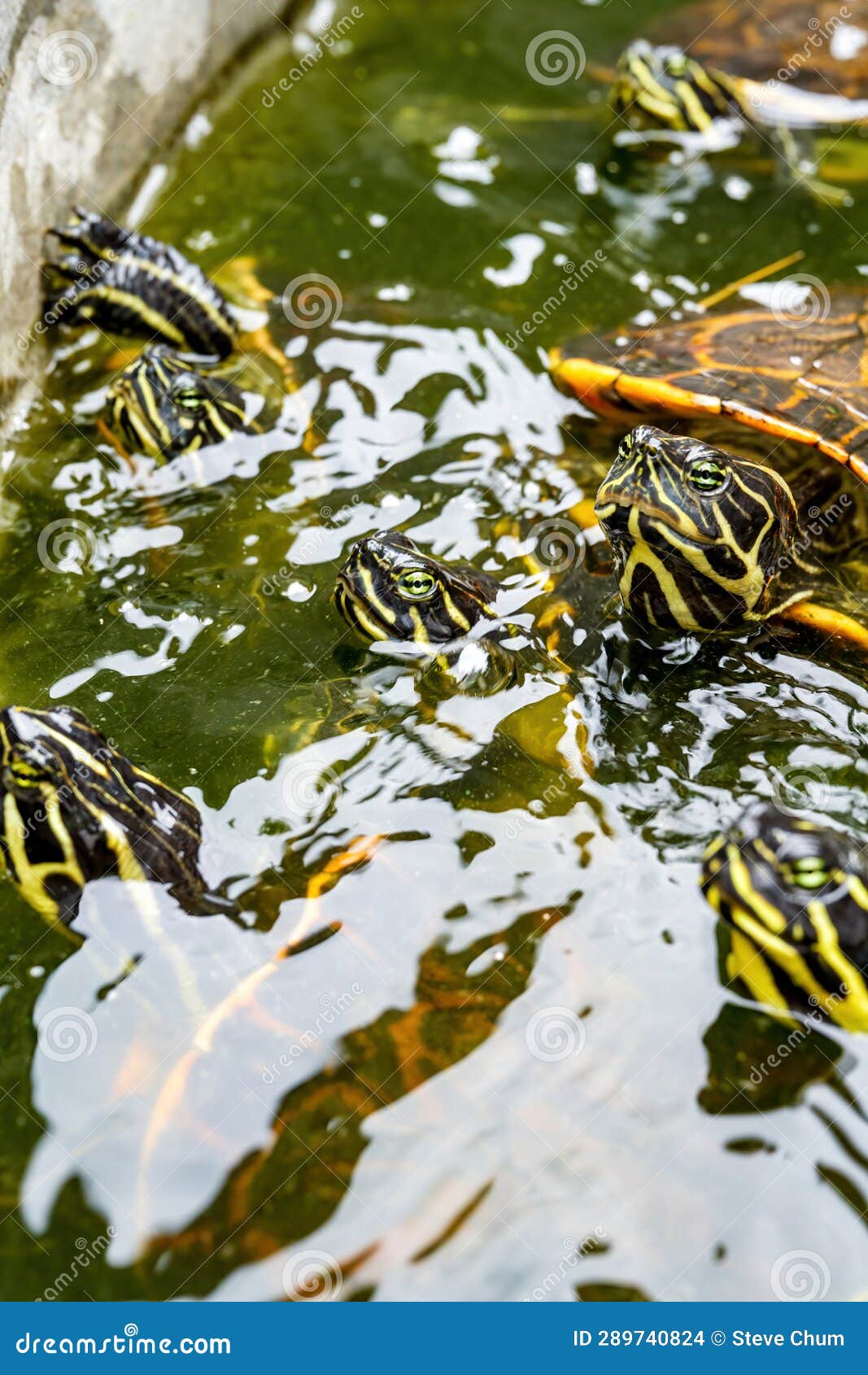 Close-up of a Group of Flame Turtles in the Pool Stock Photo - Image of ...