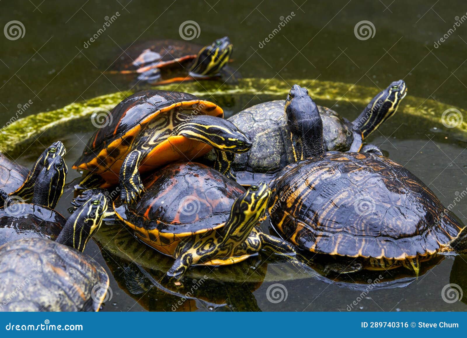 Close-up of a Group of Flame Turtles in the Pool Stock Photo - Image of ...