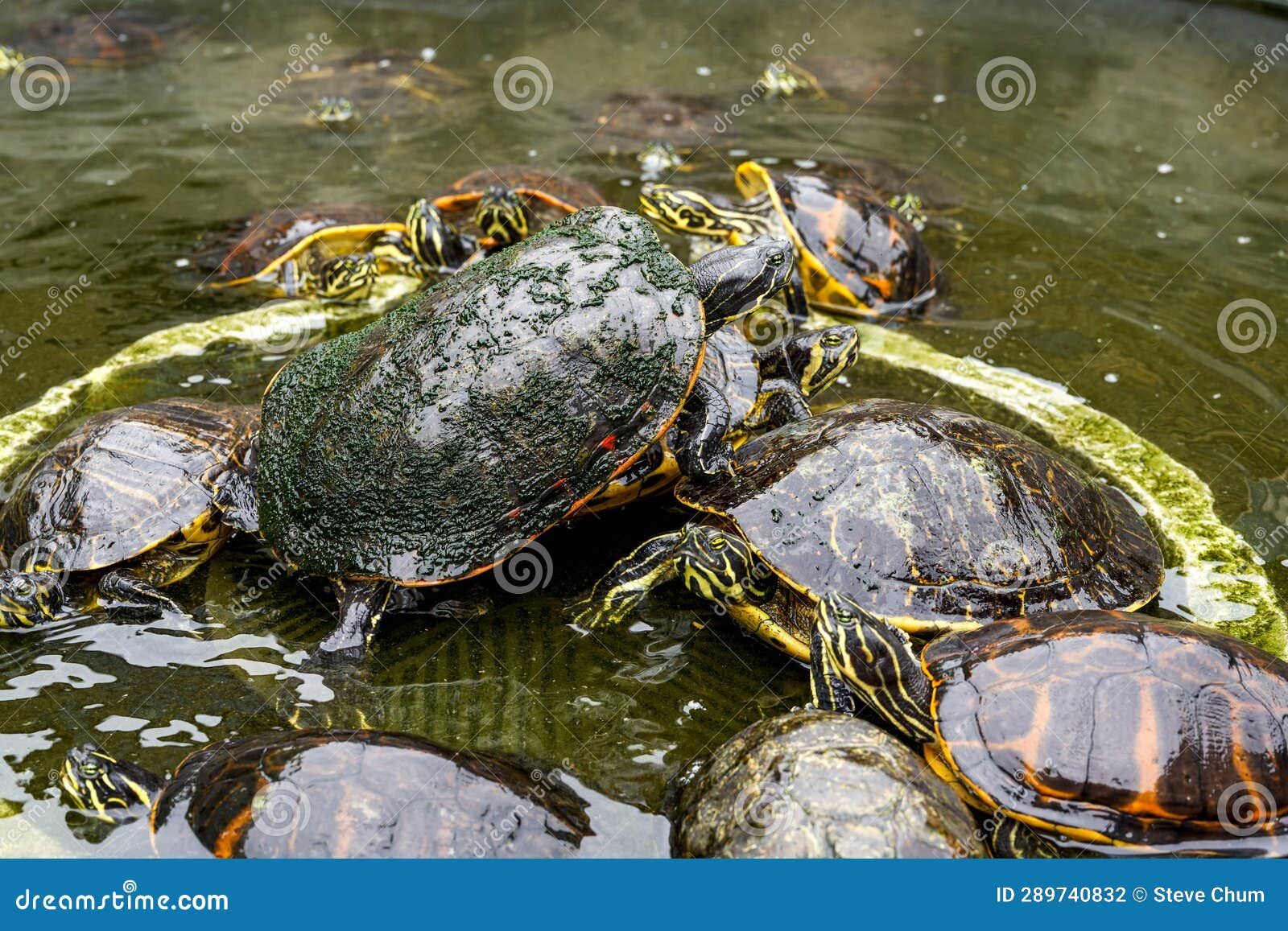Close-up of a Group of Flame Turtles in the Pool Stock Photo - Image of ...