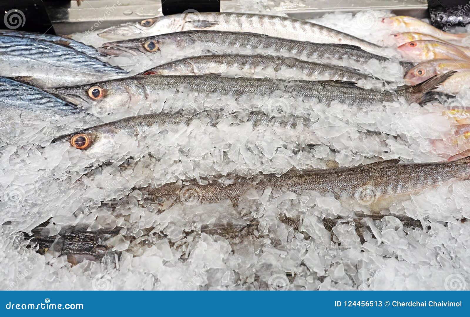 Close Up Group of Fresh Barracuda on Ice Stock Image - Image of market ...
