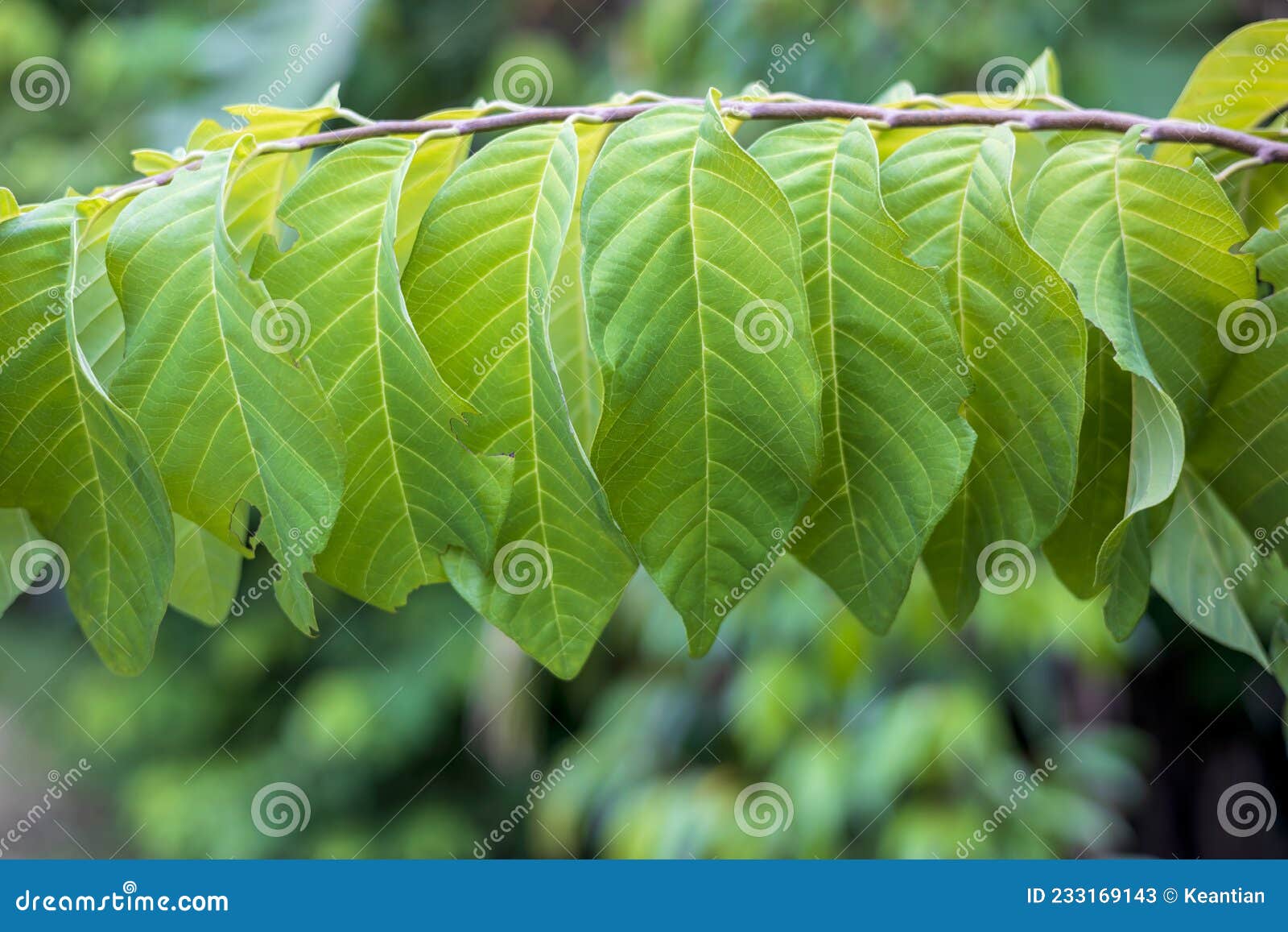 Close-up of a Group of Fresh Green Leaves Arranged in Rows with ...