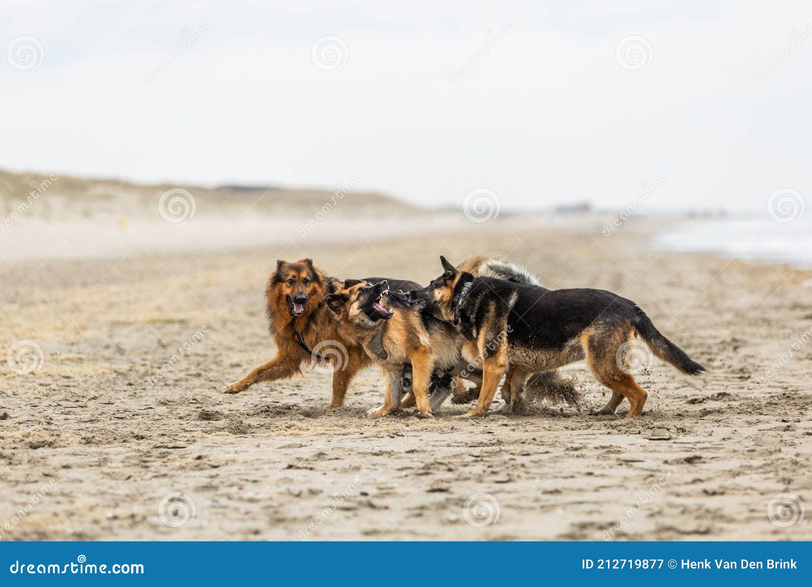 Close Up of Group of German Shepherds Fighting on the Beach Stock Image ...