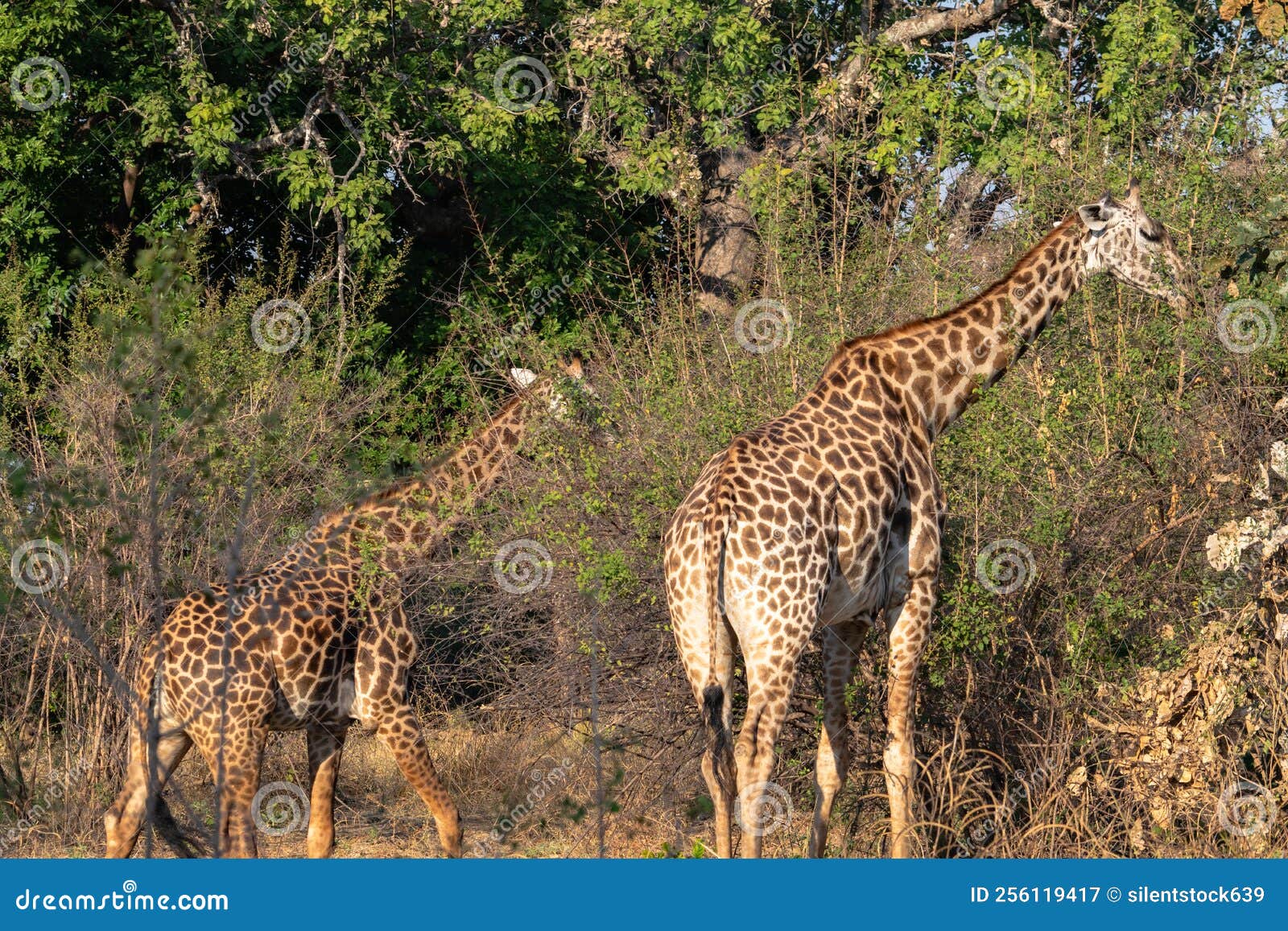 Close-up of a Group of Giraffes Eating in the Bush Stock Image - Image ...