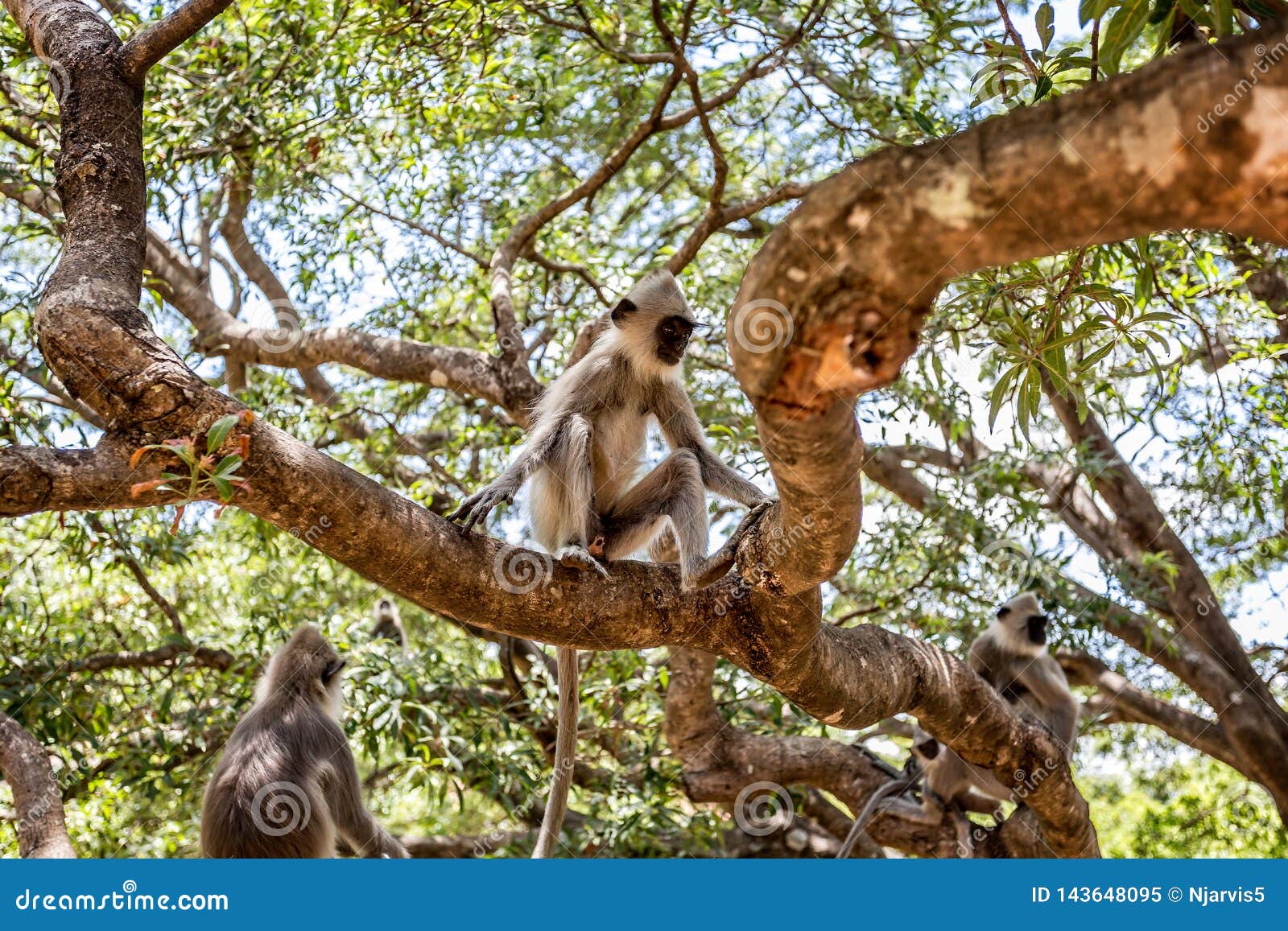 Close Up of Group of Grey Langur Monkeys Climbing in Branches Stock ...