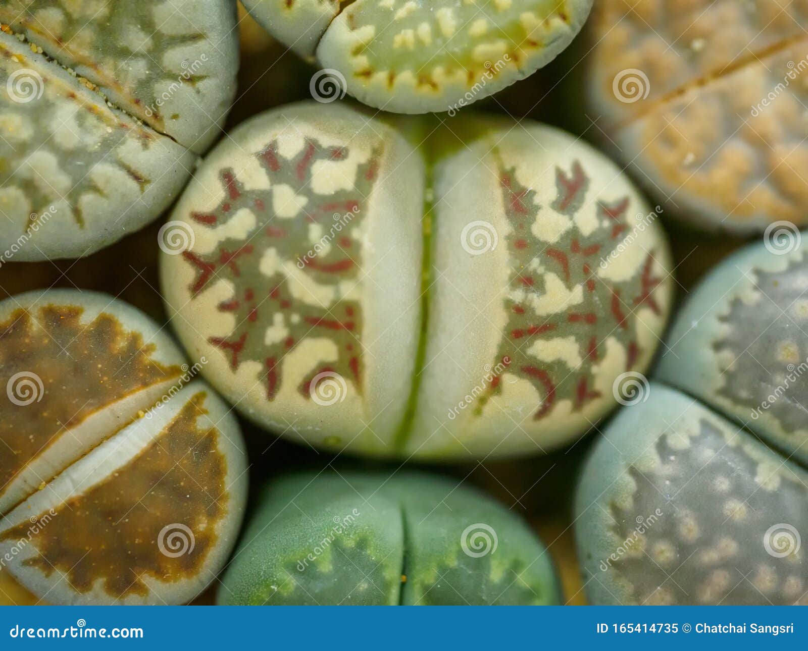 Close-up Of Lithops. Lithops Is A Genus Of Succulent Plants In The Ice ...