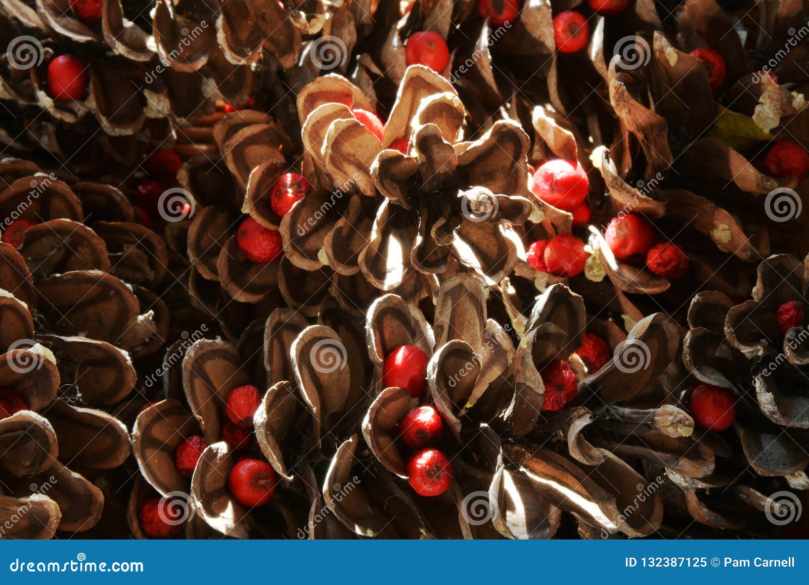 Close Up of Group of Pine Cones, with Dried Red Berries. Stock Image ...