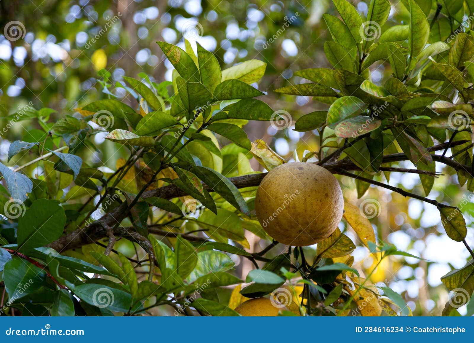 Close-up on a Group of Polemos Stock Illustration - Illustration of ...