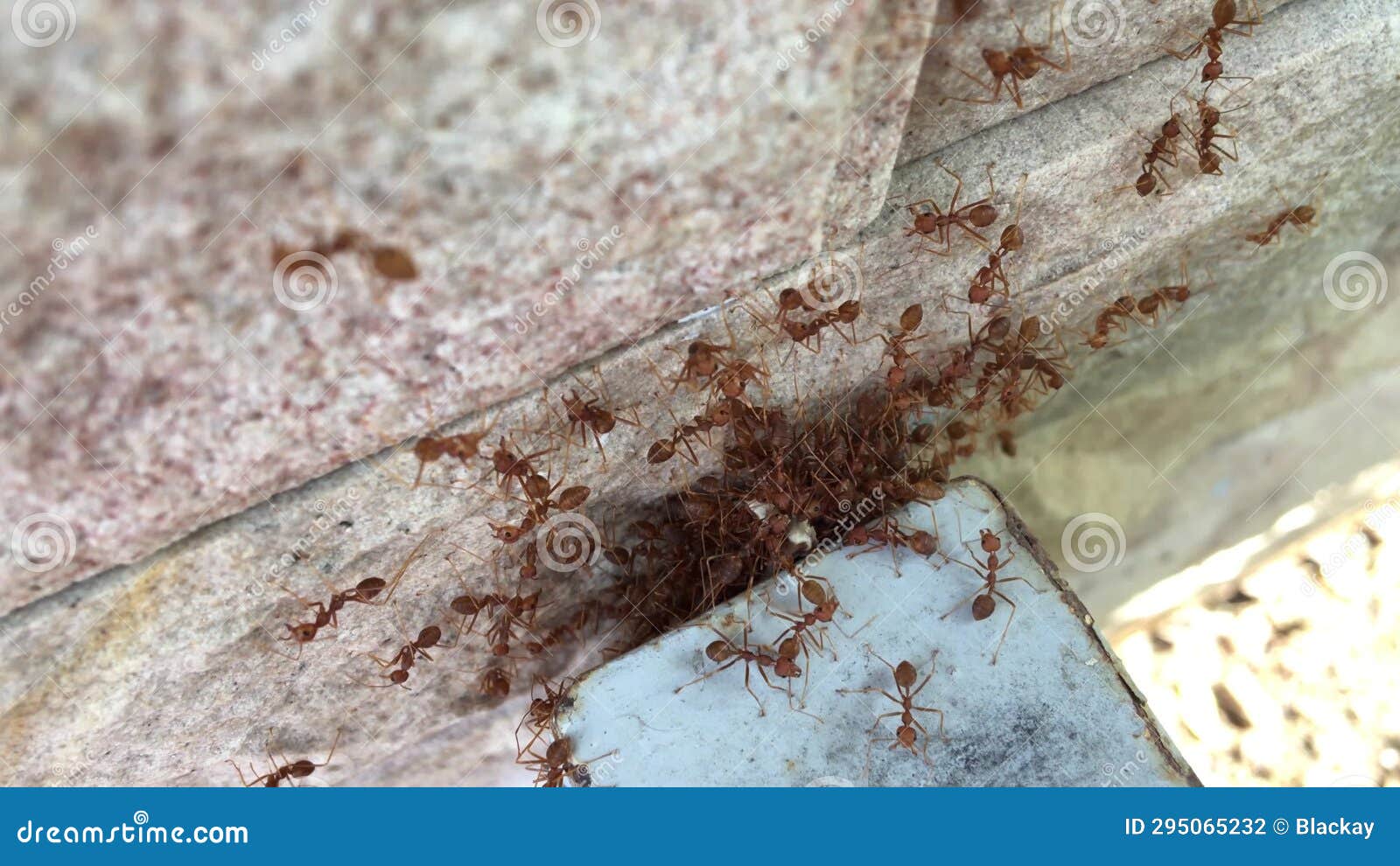 Close-up of Group of Red Ants on the Wall Stock Footage - Video of ...