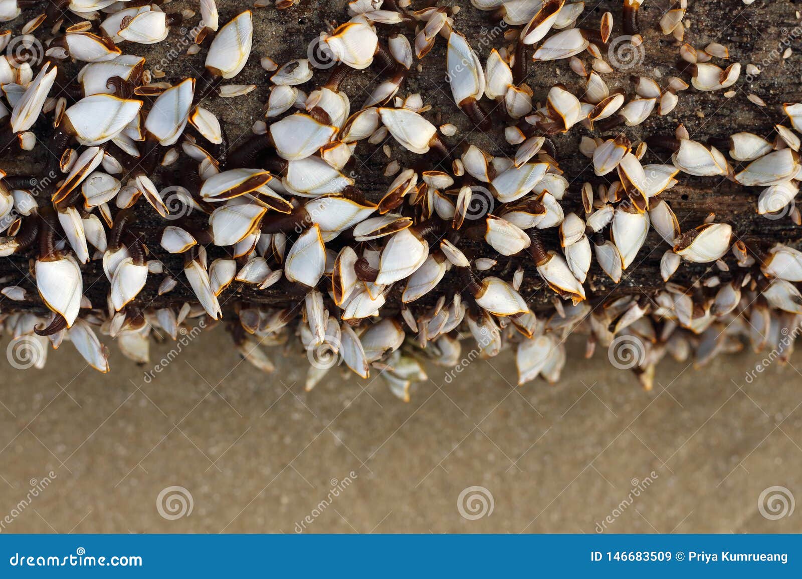 Close Up Group of Sea Shell Barnacles, Sea Shell Attached at Wood Stock ...