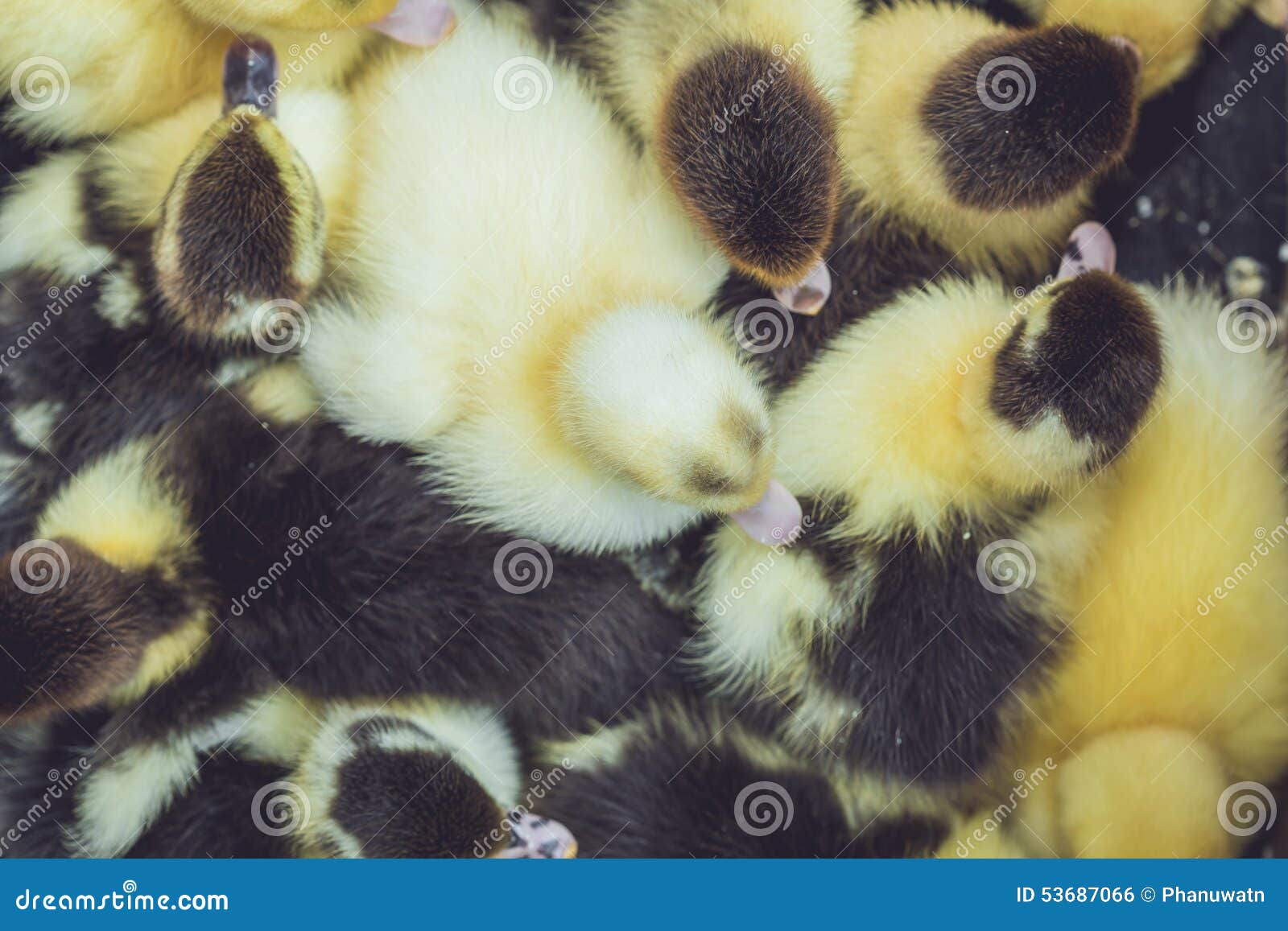Close Up Group of Small Duckling Stock Photo - Image of color, beak ...