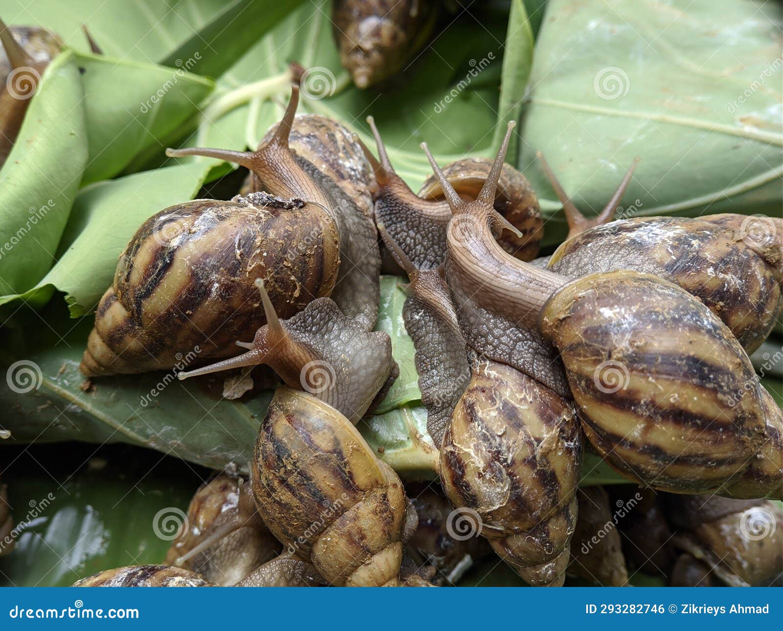 Close-up of Group Snails Insect on Green Leaves Stock Photo - Image of ...