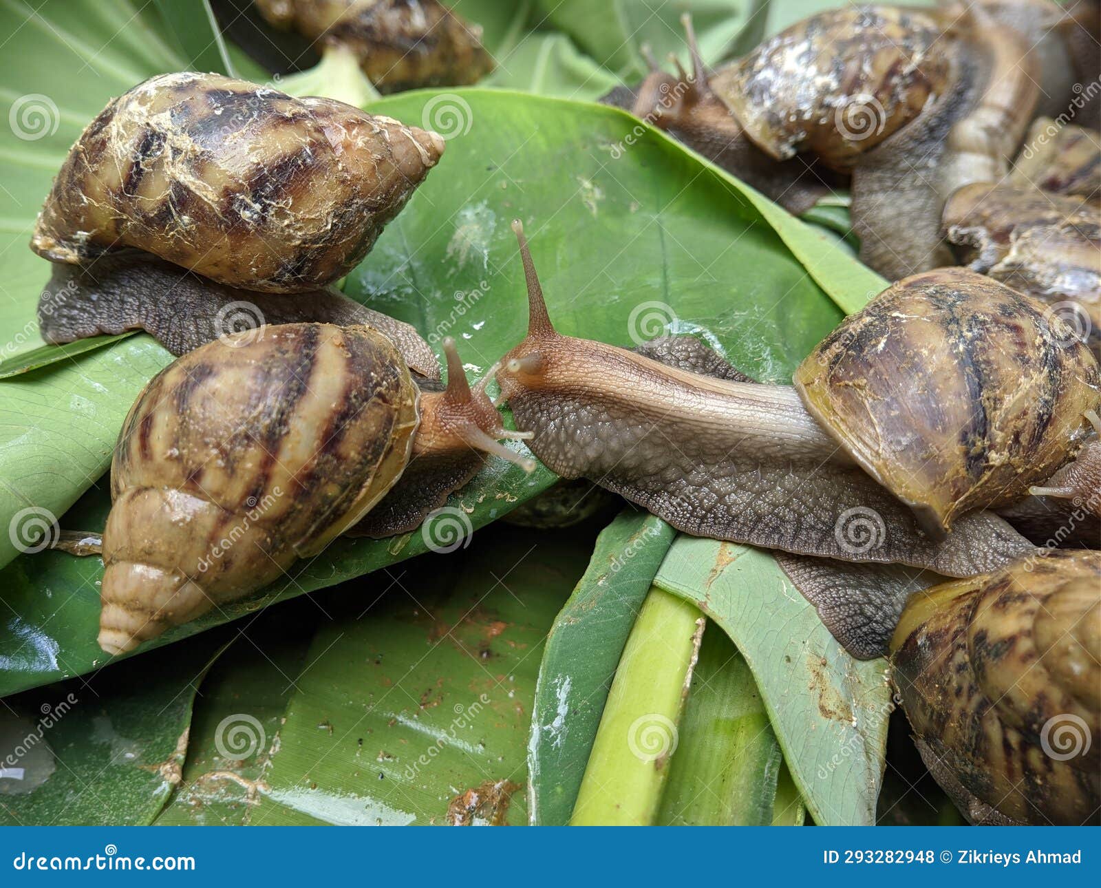 Close-up of Group Snails Insect on Green Leaves Stock Photo - Image of ...