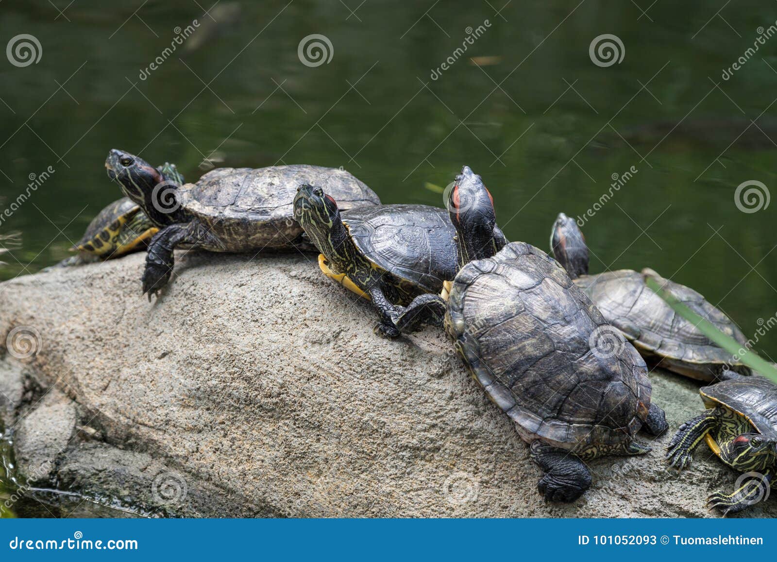 Turtles on a rock stock image. Image of park, turtle - 101052093