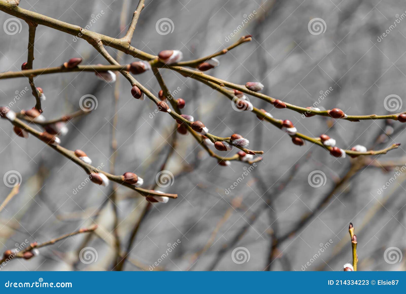 Close Up of Growing and Blooming Willow in the Spring. Stock Image ...