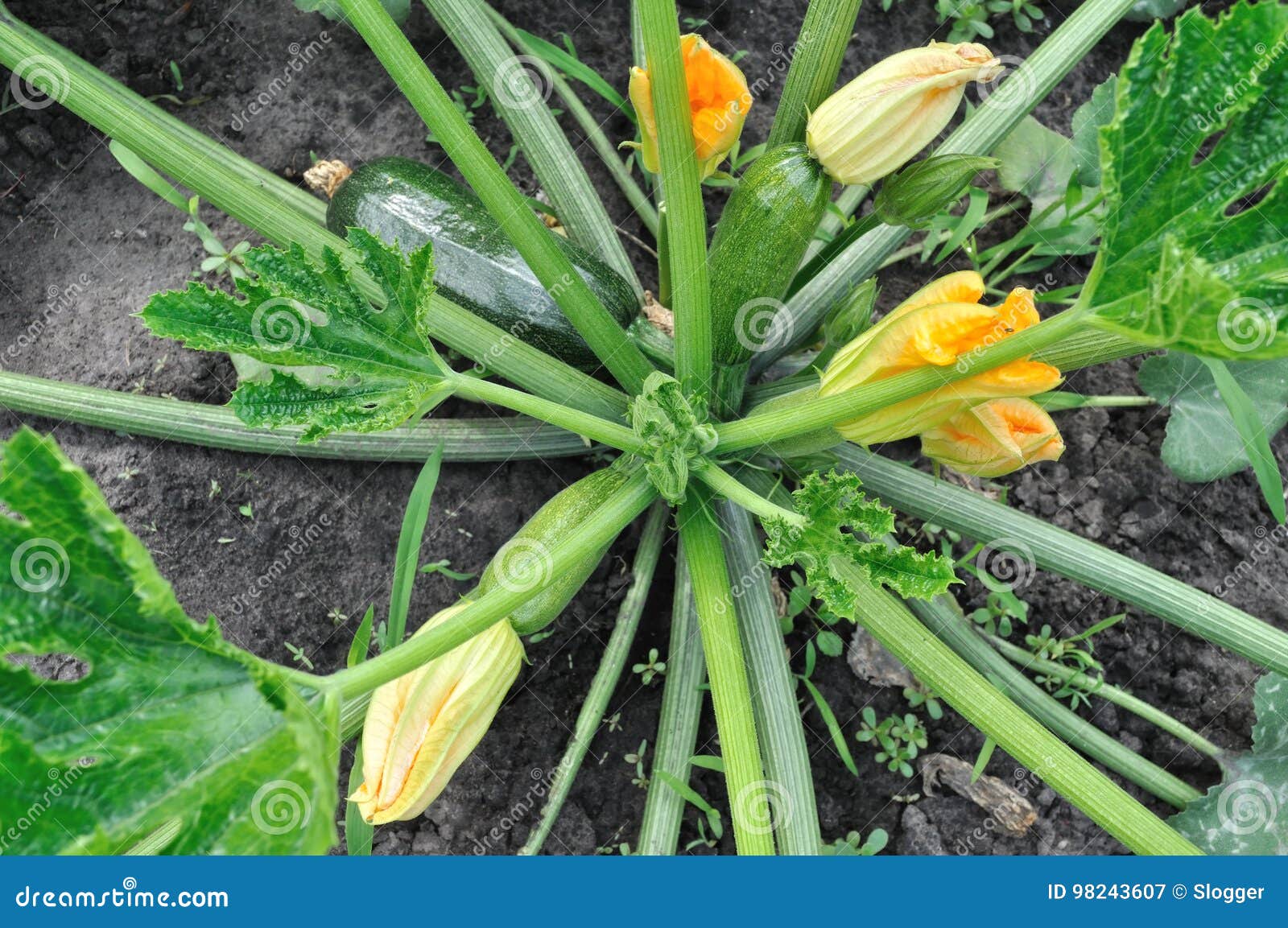 Close-up of Growing Zucchini Stock Image - Image of organic, vegetable ...