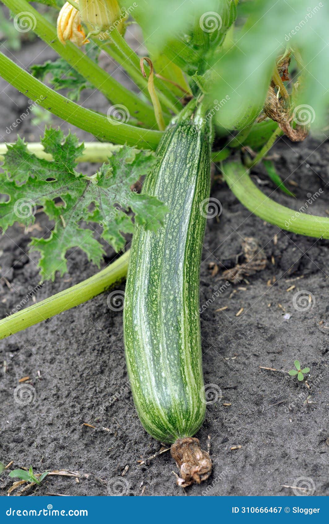 Close-up of Growing Zucchini in the Vegetable Garden Stock Image ...