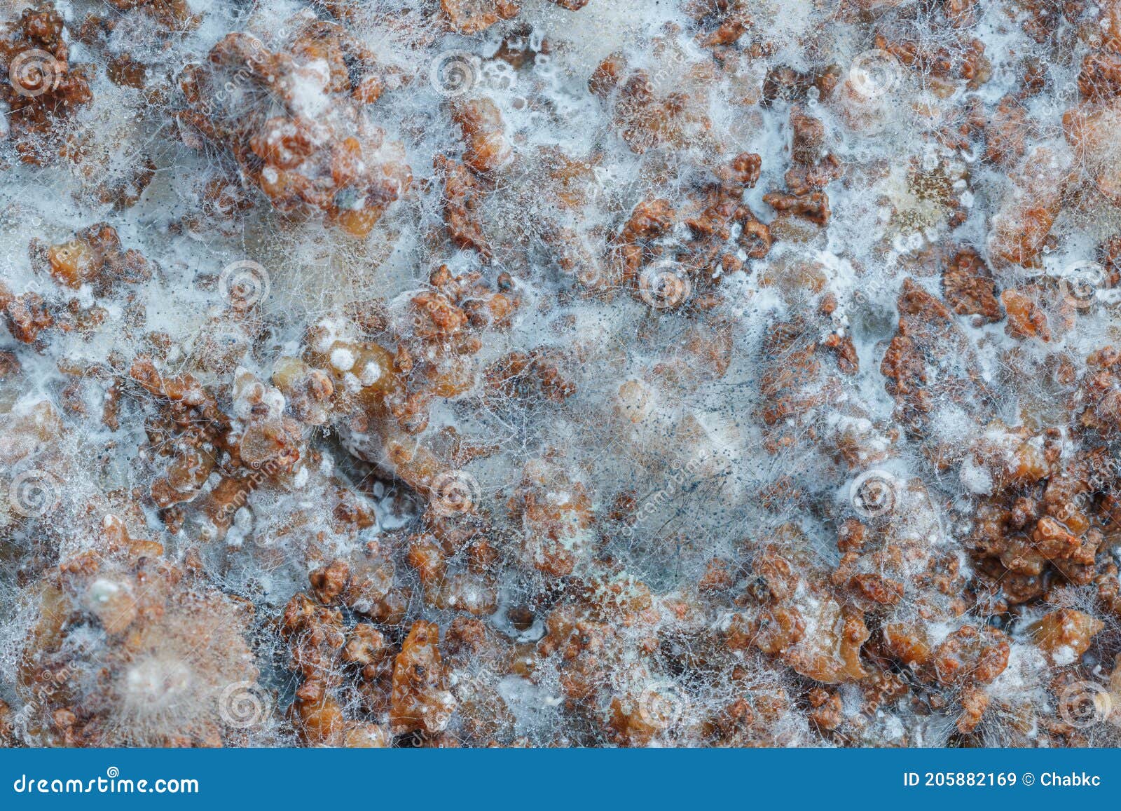 Bacteria And Microorganisms From Termite Nest. Stock Photo ...