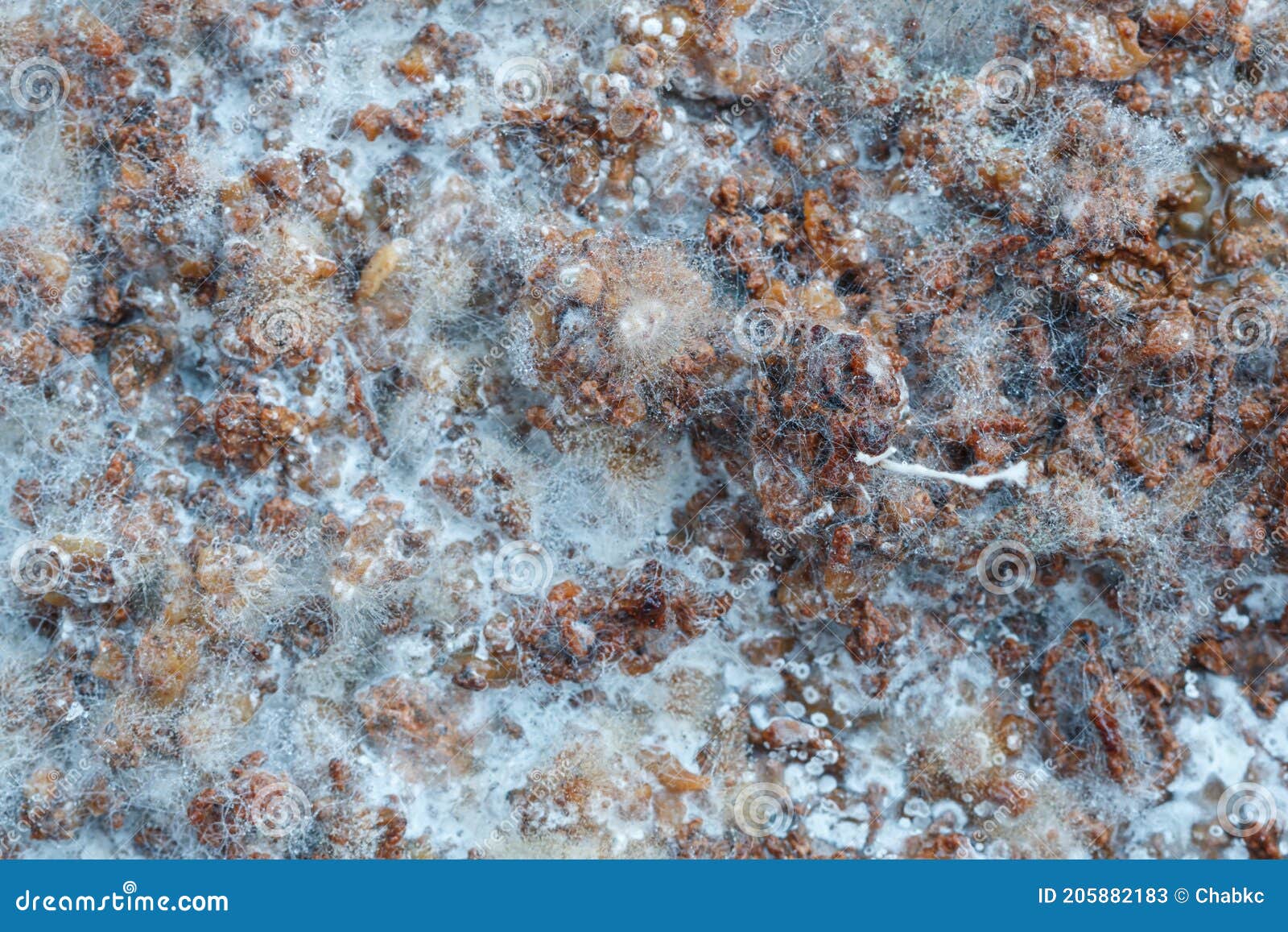 Bacteria And Microorganisms From Termite Nest. Stock Photo ...