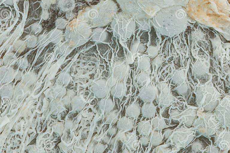 Growth of Bacteria and Microorganisms. Stock Photo - Image of micro ...