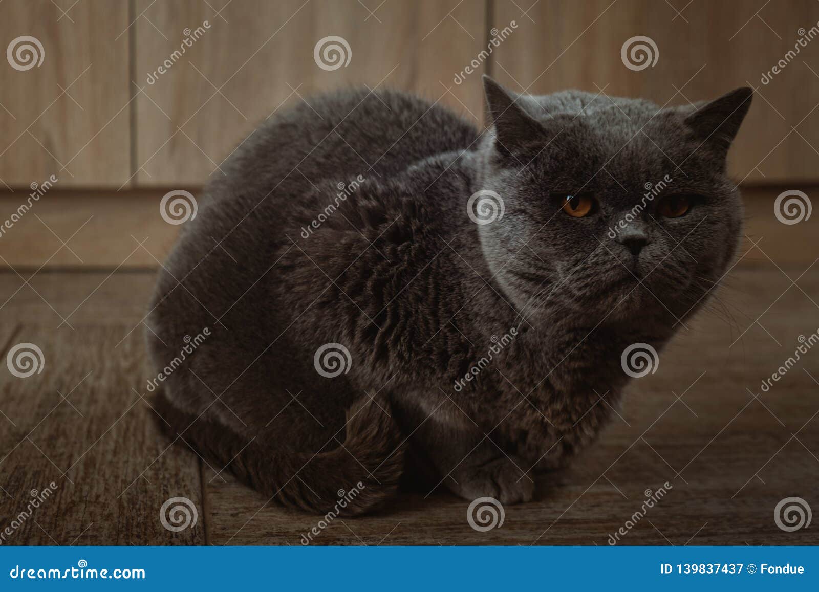 Close-up Grumpy British Cat Sitting on the Floor Stock Image - Image of ...