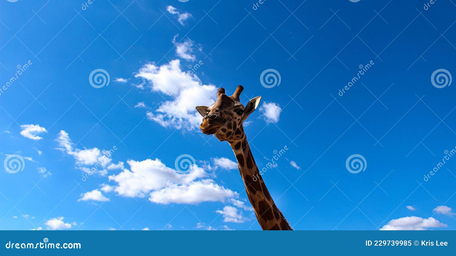A grumpy giraffe stock image. Image of trip, holiday - 229739985