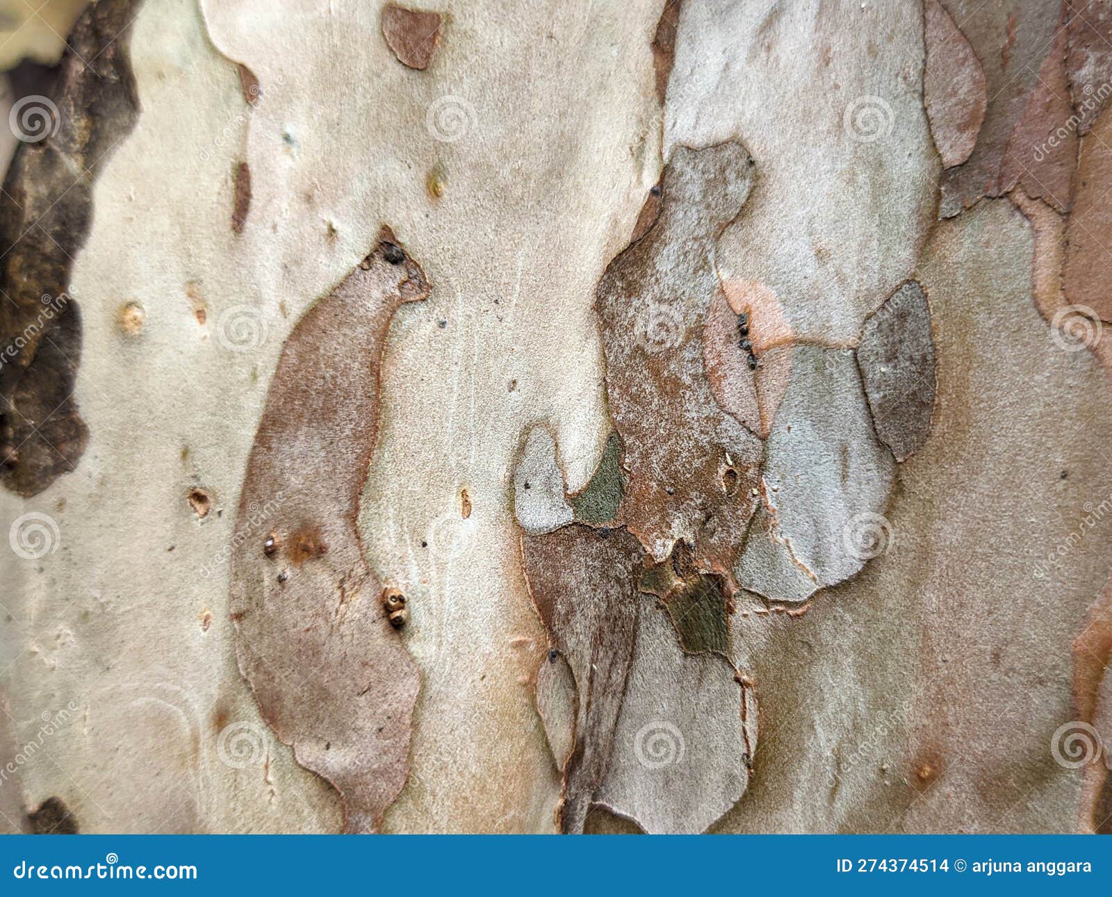 A Close Up of Guava Tree Trunk Textured Background Stock Photo - Image ...