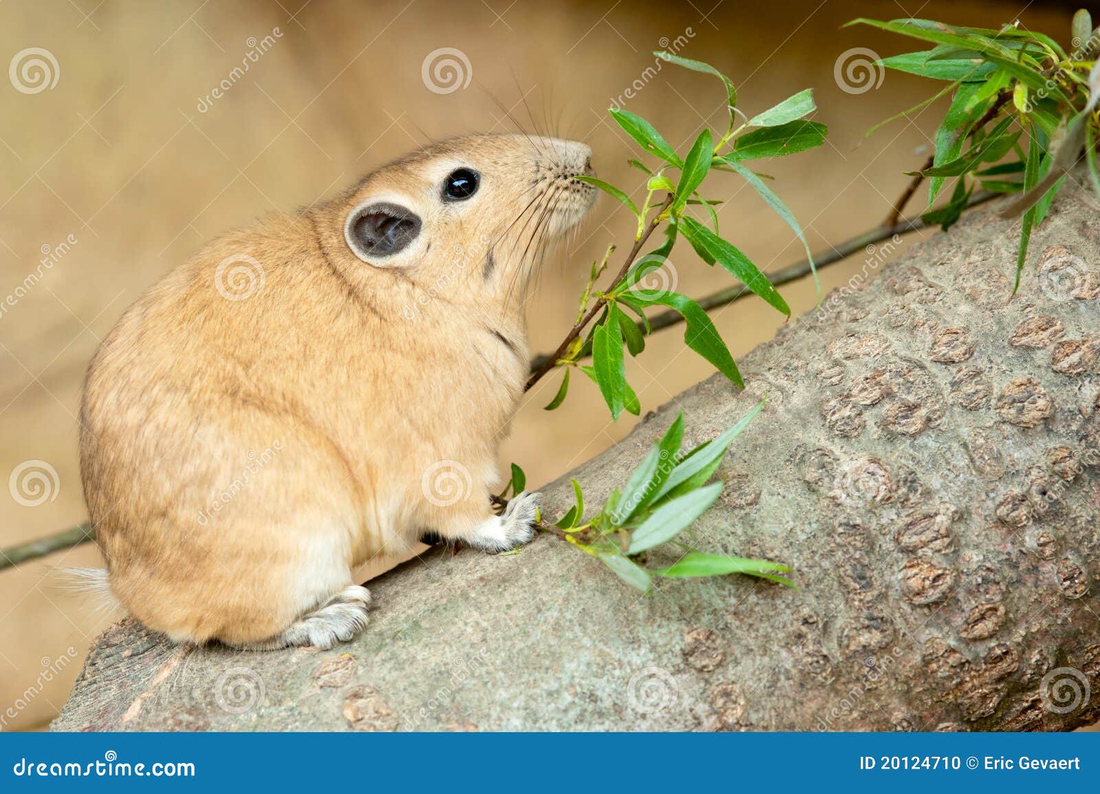 Close up of a gundi stock photo. Image of animals, rodent - 20124710