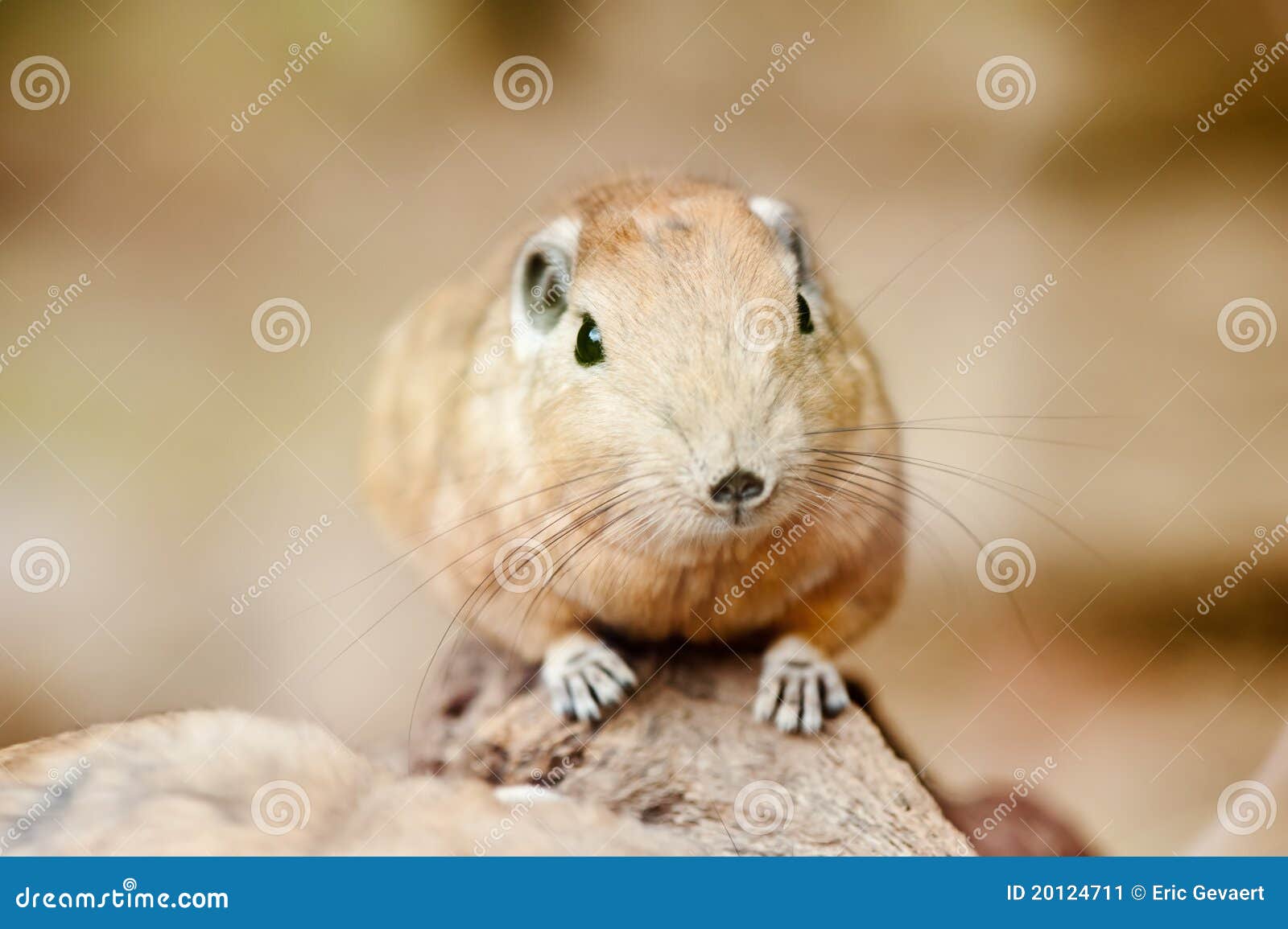 Close up of a gundi stock image. Image of nature, gundi - 20124711