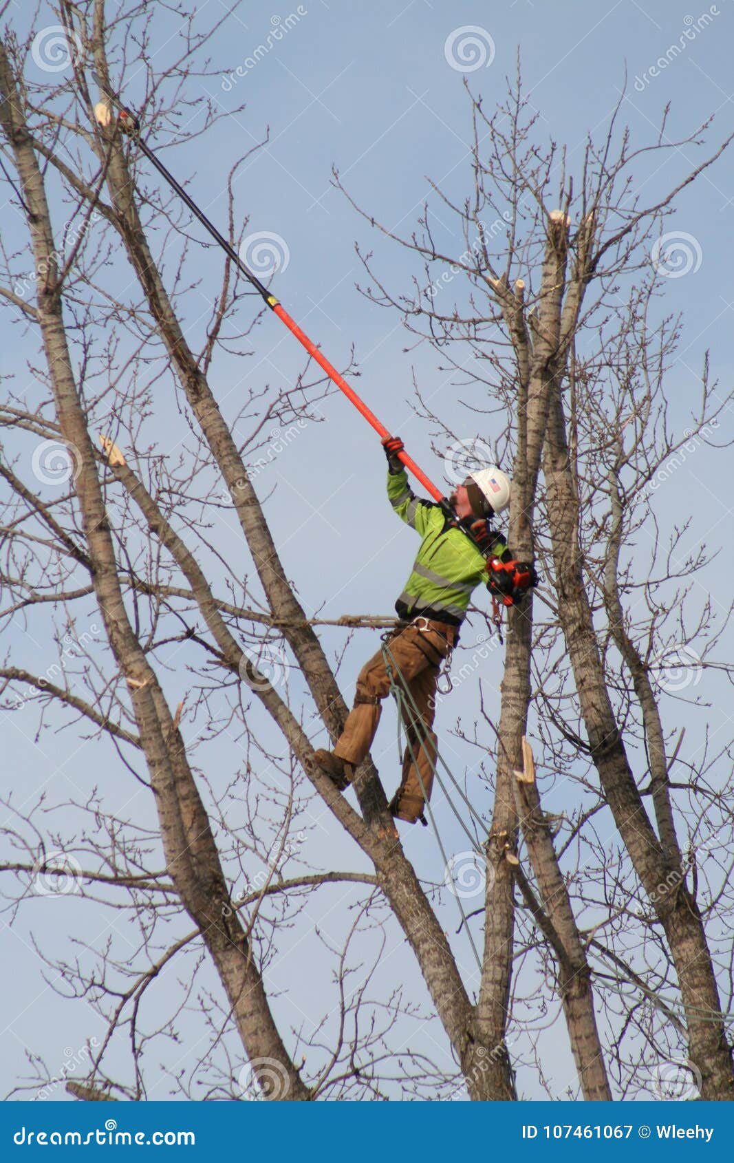 A Tree trimmer editorial photography. Image of tree - 107461067