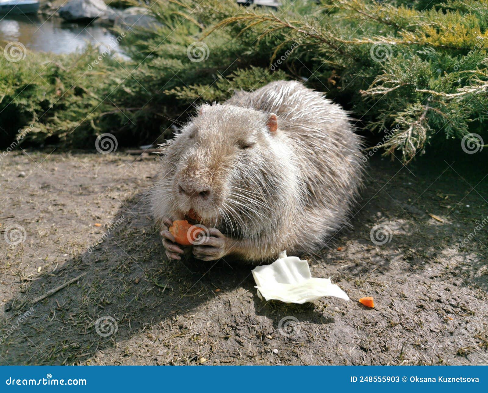 Close-up of a Hairy Nutria that Eats Food and Stands on the Grass Stock ...