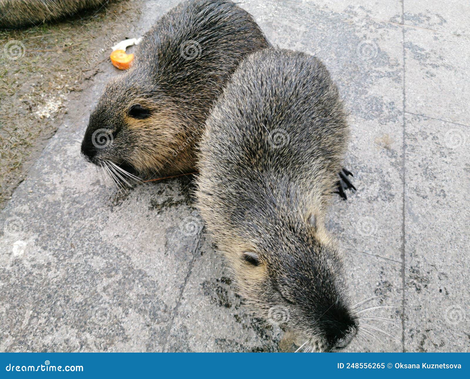 Close-up of a Hairy Nutria that Eats Food and Stands on the Grass Stock ...