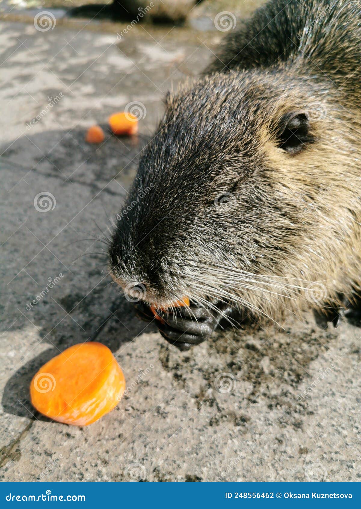 Close-up of a Hairy Nutria that Eats Food and Stands on the Grass Stock ...