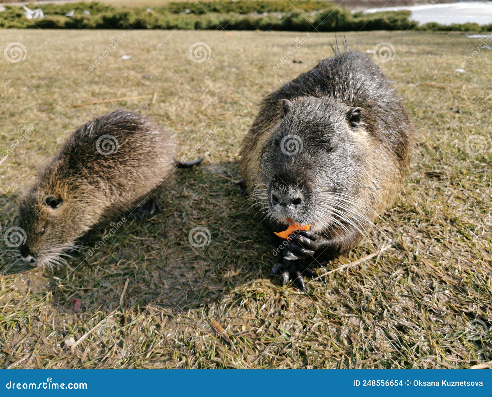 Close-up of a Hairy Nutria that Eats Food and Stands on the Grass Stock ...