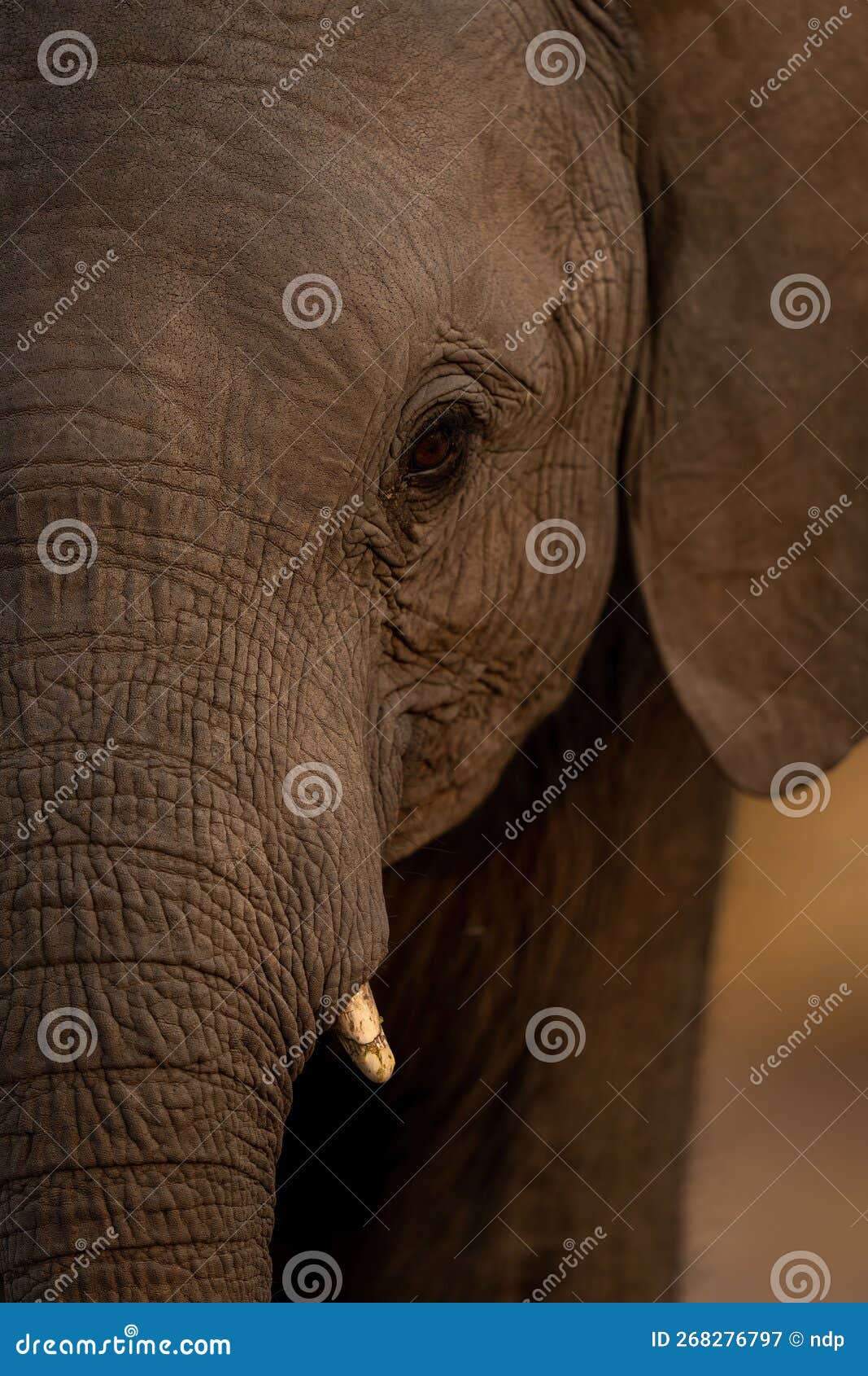 Close-up of Half Baby African Elephant Face Stock Image - Image of ...