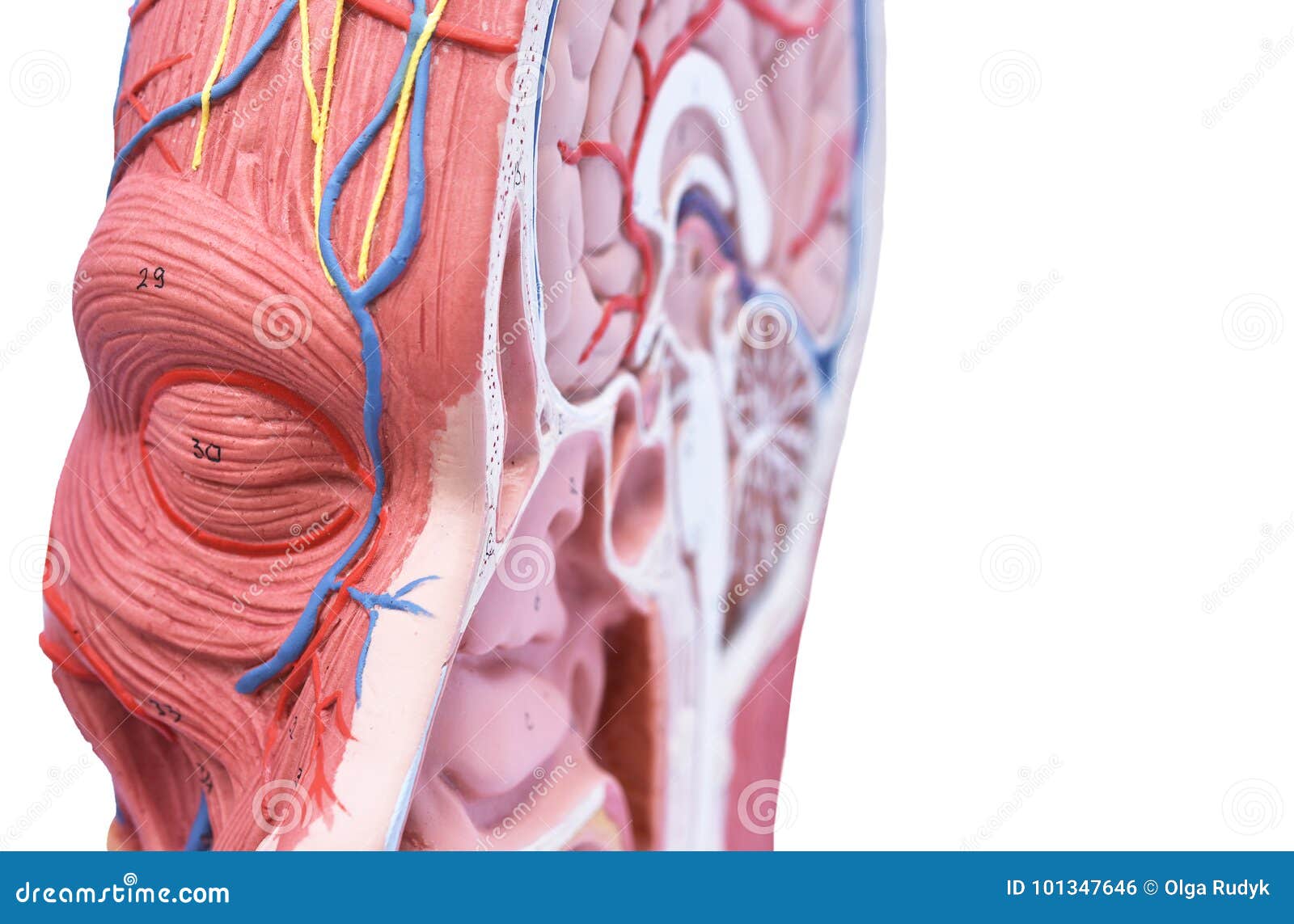 Half-head human model stock photo. Image of models, muscle - 101347646