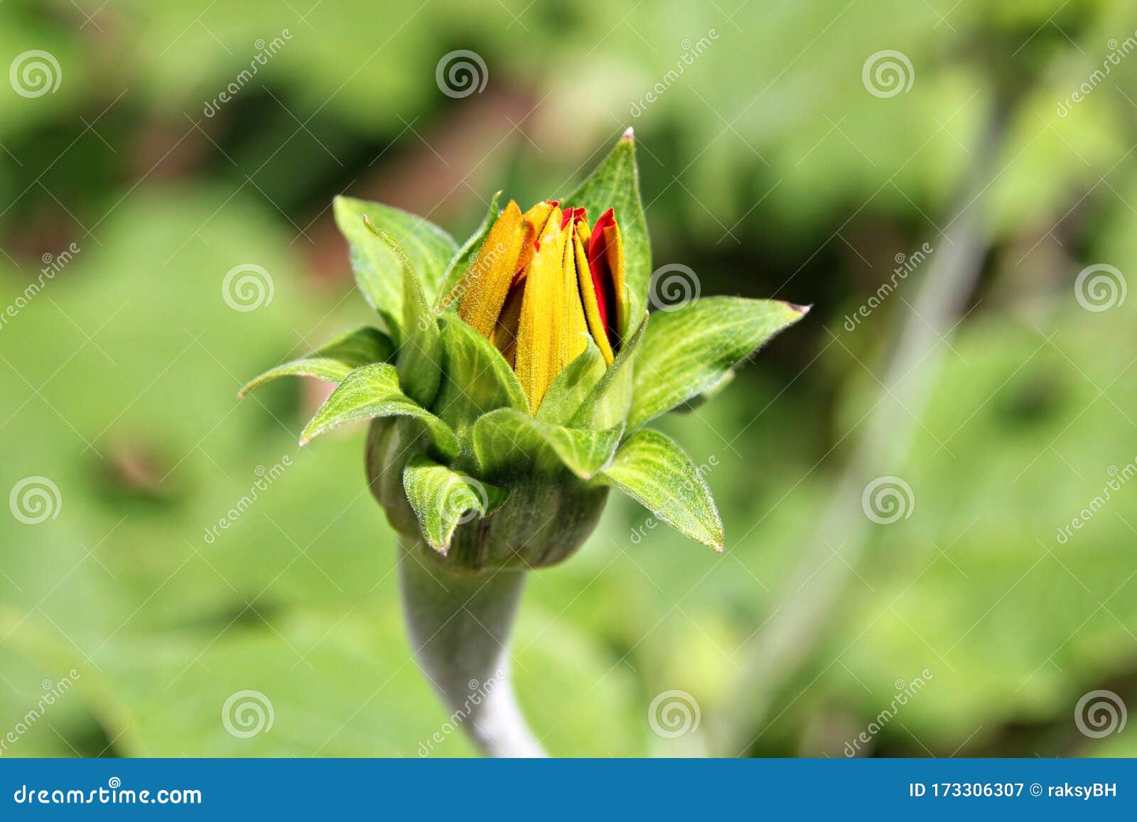 Close Up of a Half-opened Budding Yellow Flower Stock Image - Image of ...