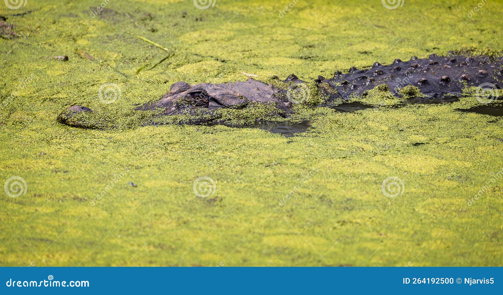 Close Up of a Half Submerged Alligator Gliding through Thick Green ...
