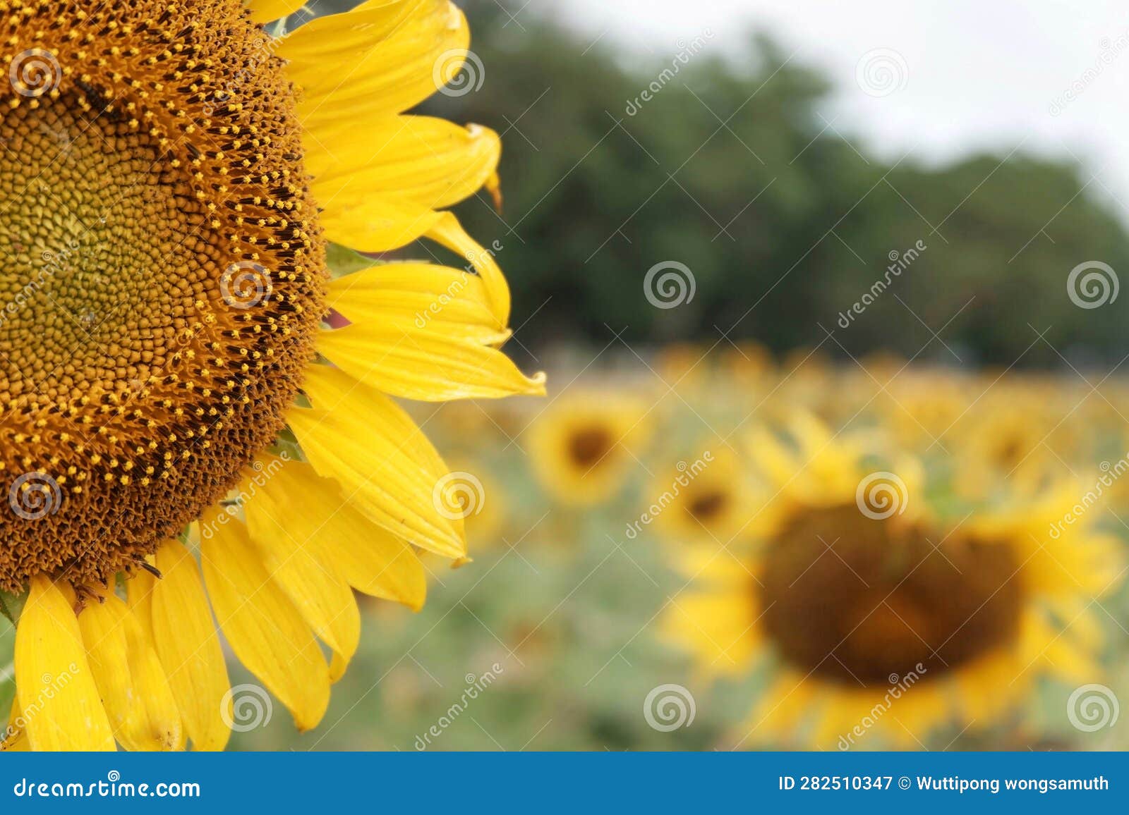 Close Up Half Sunflower in the Garden Stock Image - Image of nature ...