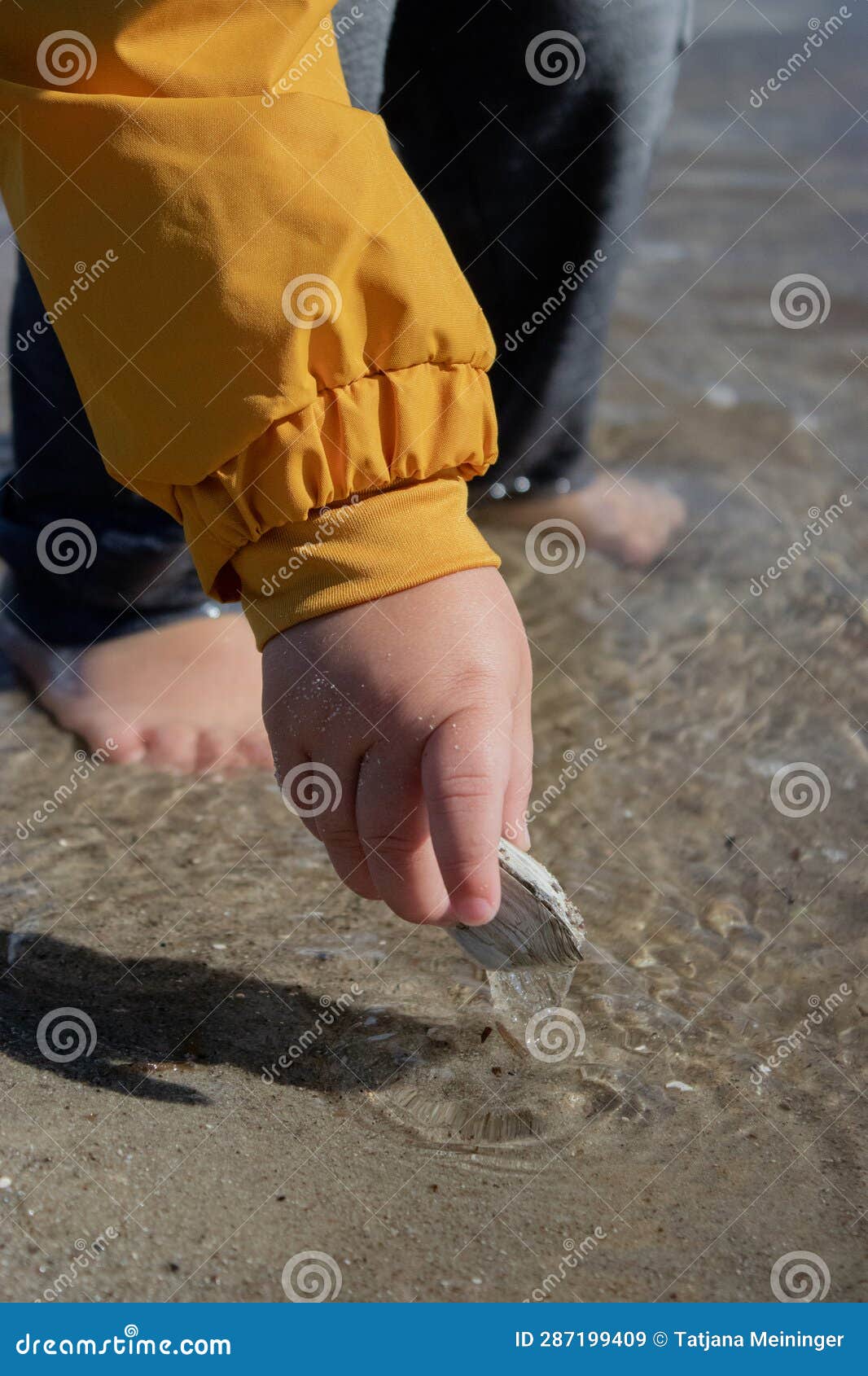 Close Up of a Hand of Boy on the Beach Picking Up a Sea Shell Stock ...