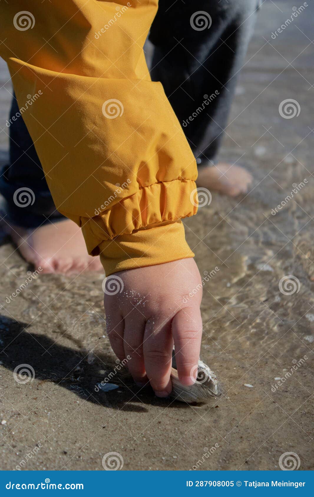 Close Up of a Hand of Boy on the Beach Picking Up a Sea Shell Stock ...