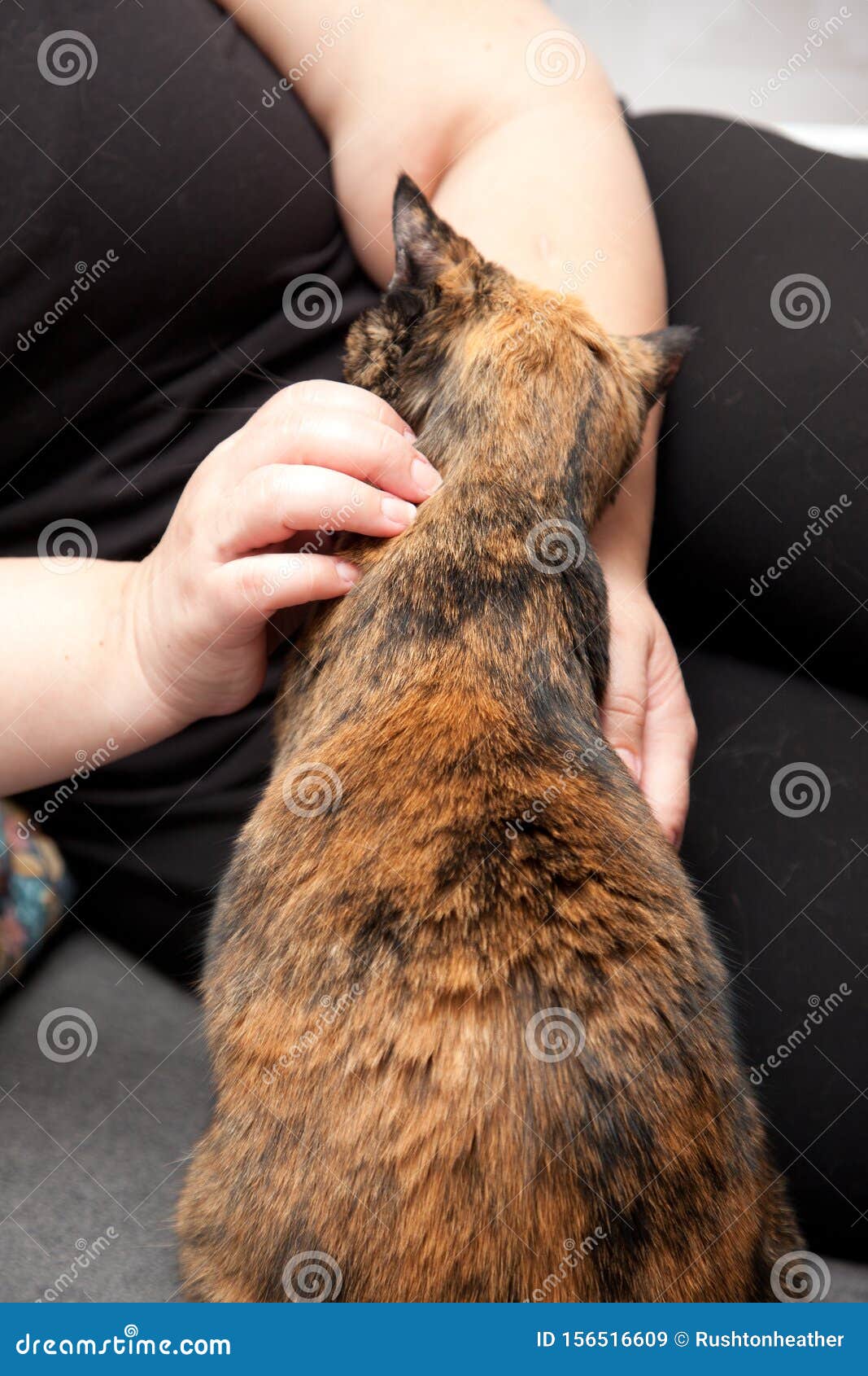Close up hand cat stock image. Image of hand, companion - 156516609