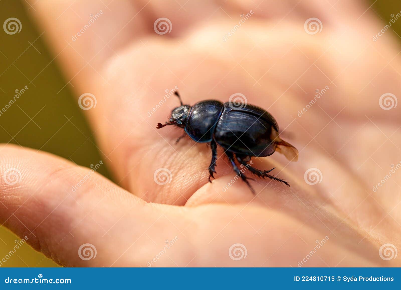 Close Up of Hand Holding Black Dung Beetle or Bug Stock Image - Image ...